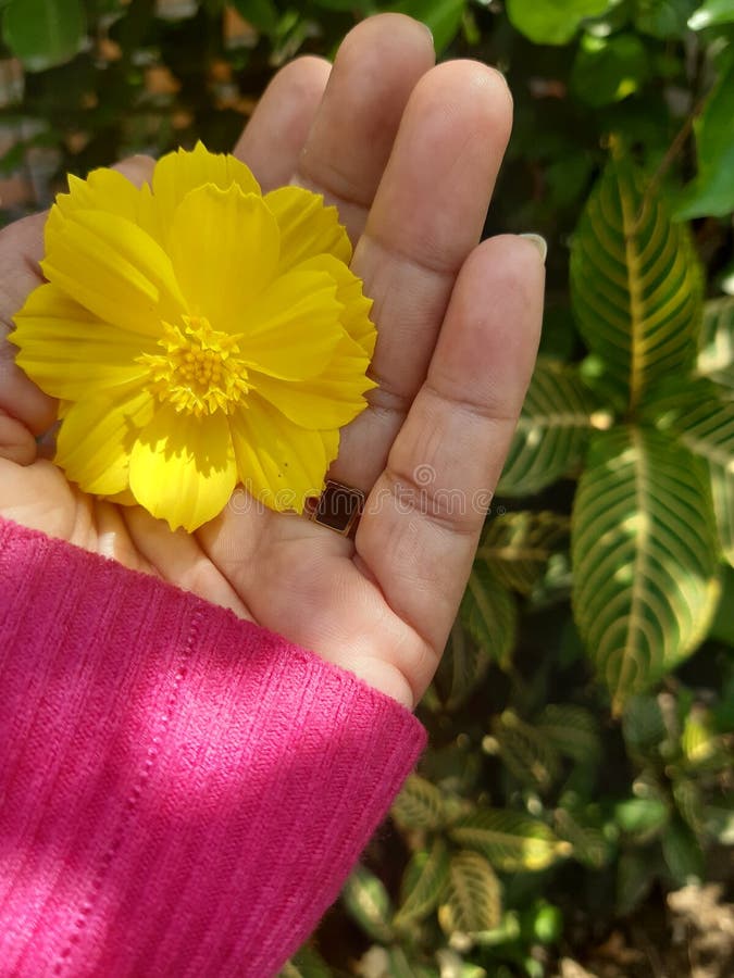 Every flower is beautifull stock photo. Image of green - 264038402