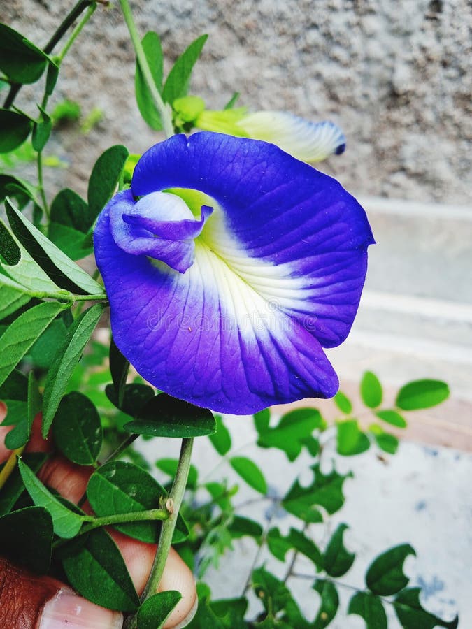 Every Flower Bloom so Does Hope Stock Photo - Image of petal, green ...