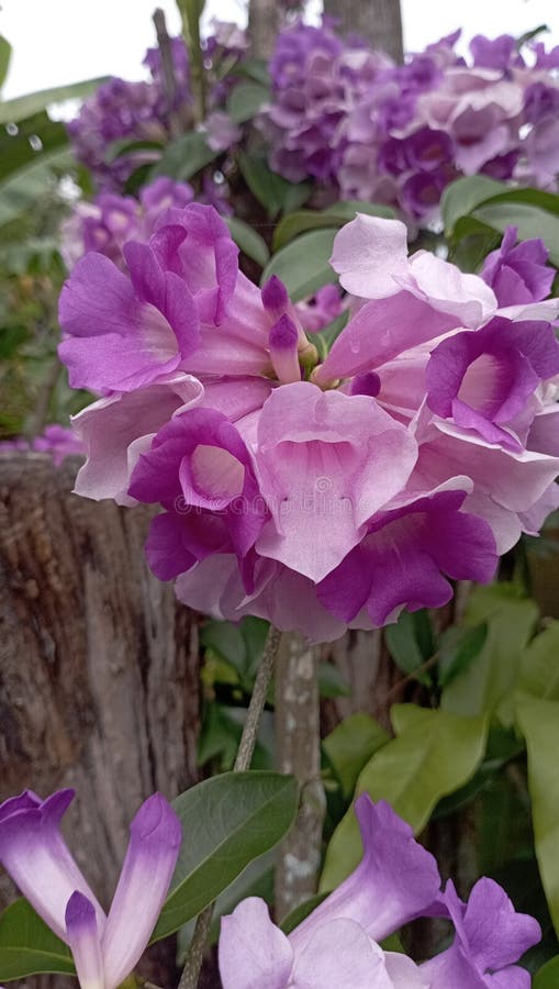 Every Flower Blooms at Its Own Pace Stock Photo - Image of leaf, flower ...