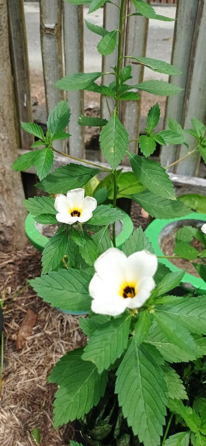 Because Every Flower Has a Meaning. Each Carries Its Own Message Stock ...