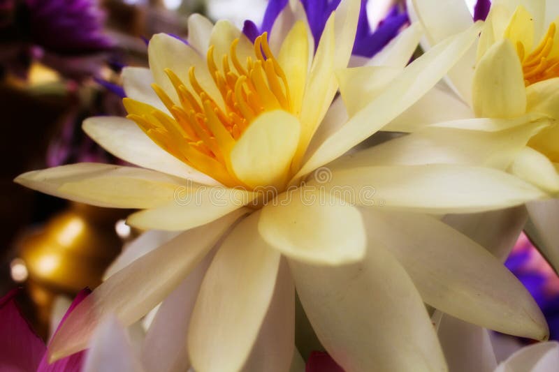 Every Flower that Grows in Nature Has Its Own Beauty Stock Photo ...