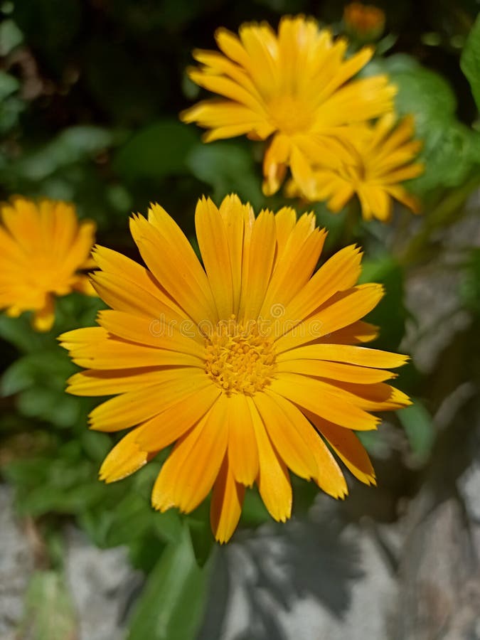 Every Flower is a Soul Blossoming in Nature Stock Image - Image of soul ...