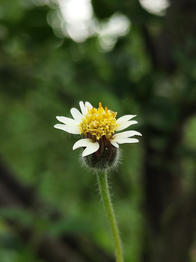 Every Plant Has Its Own Beauty and My Favorite Plant Stock Photo ...