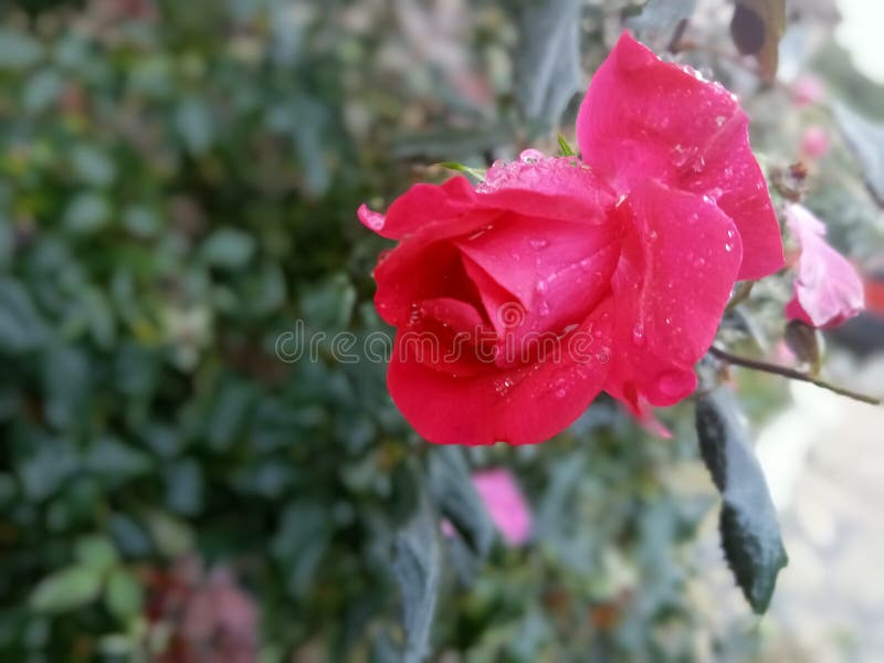 Every rose has its thorns stock photo. Image of roses - 236311596