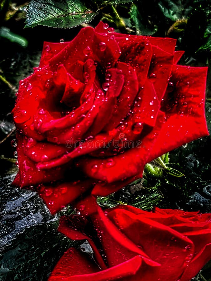 Every Rose Has its Torn stock image. Image of torn, rose - 232731715