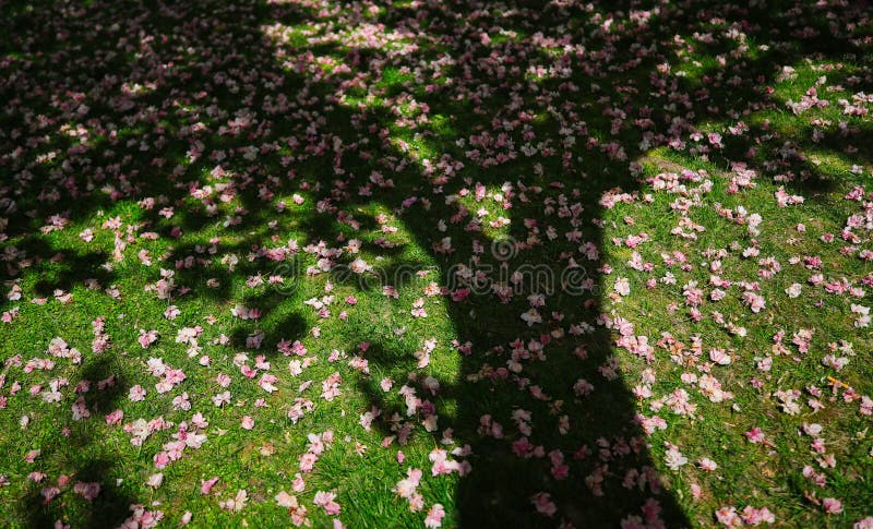 Fading Cherry Blossoms and Tree Shadows Form a Beautiful Picture on the ...