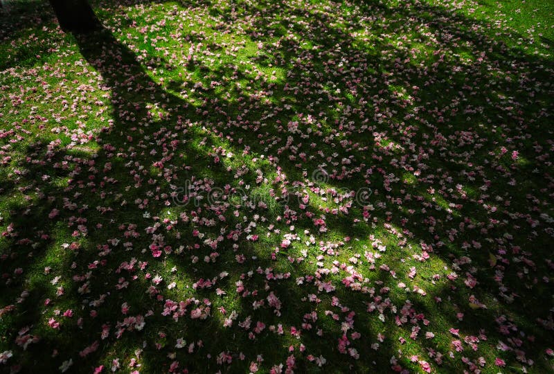 Fading Cherry Blossoms and Tree Shadows Form a Beautiful Picture on the ...