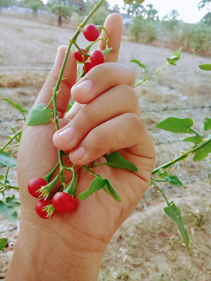 Every Thing is Beautiful in Nature Stock Photo - Image of beaut, nature ...