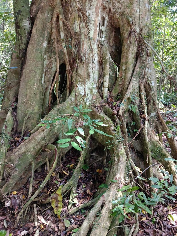 Walnut Tree Roots with Dense Roots Stock Photo - Image of tree, roots ...