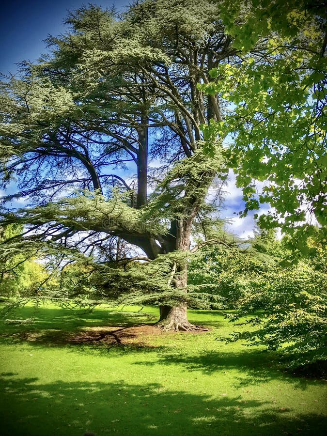 Beautiful Robust and Strong Tree Stock Image - Image of nature, strong ...