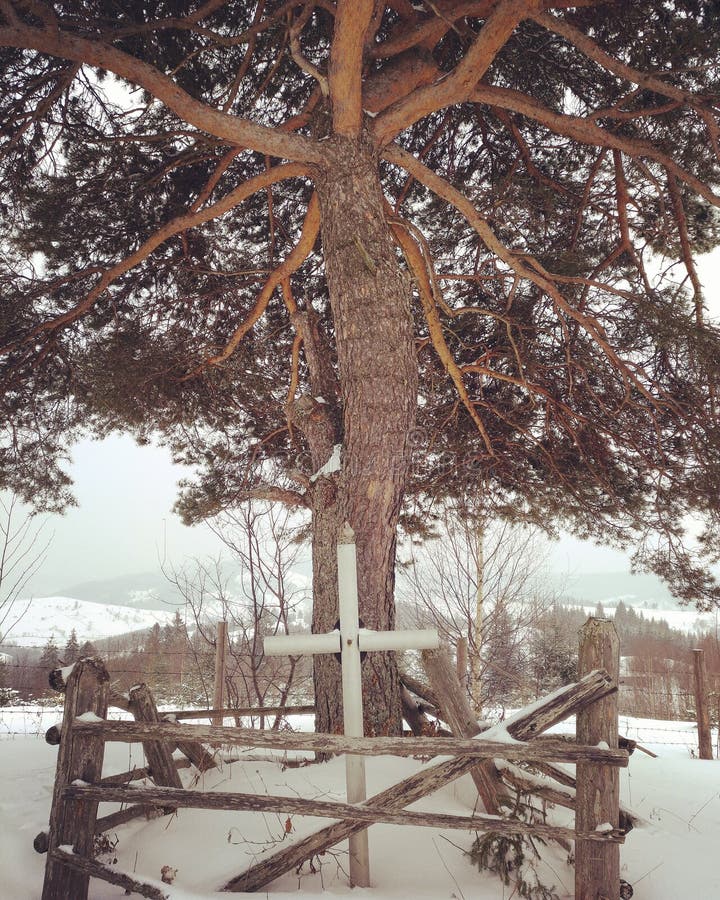 An Interesting Tree stock image. Image of fence, wind - 14593851
