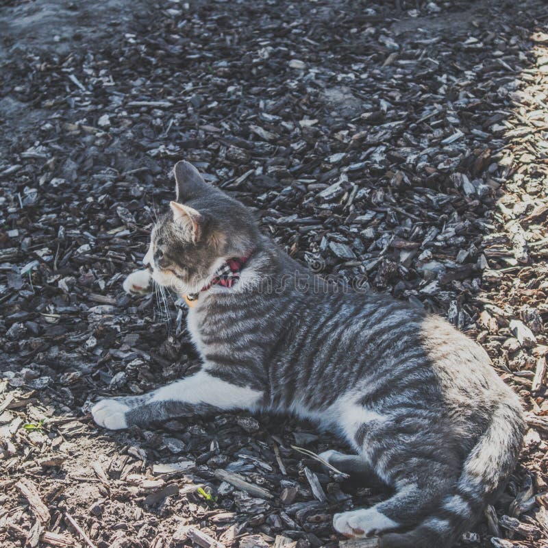 A kitten chilling stock photo. Image of animal, nature - 227366314