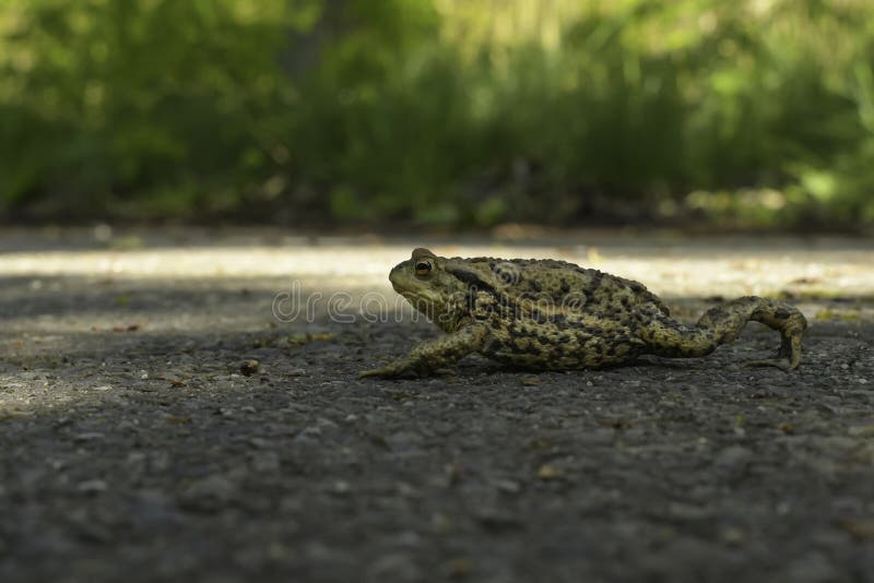 A toad on the road stock photo. Image of shade, brandenburg - 252153672