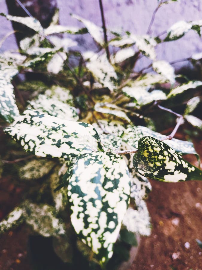 Everybody Know this is Good Stock Image - Image of trees, good: 130187675