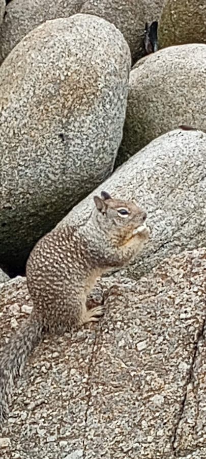 Everybody Loves a Squirrel Trying To Get a Nut Stock Photo - Image of ...