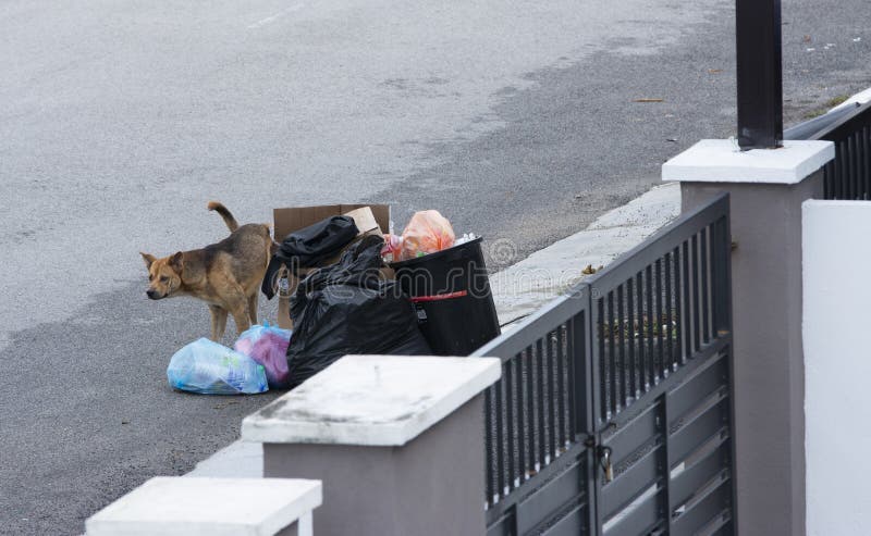 Everyday Activities of Stray Dogs on the Street. Stock Image - Image of ...