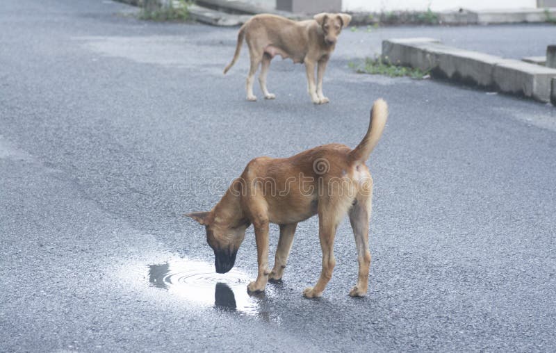 Everyday Activities of Stray Dogs on the Street. Stock Photo - Image of ...