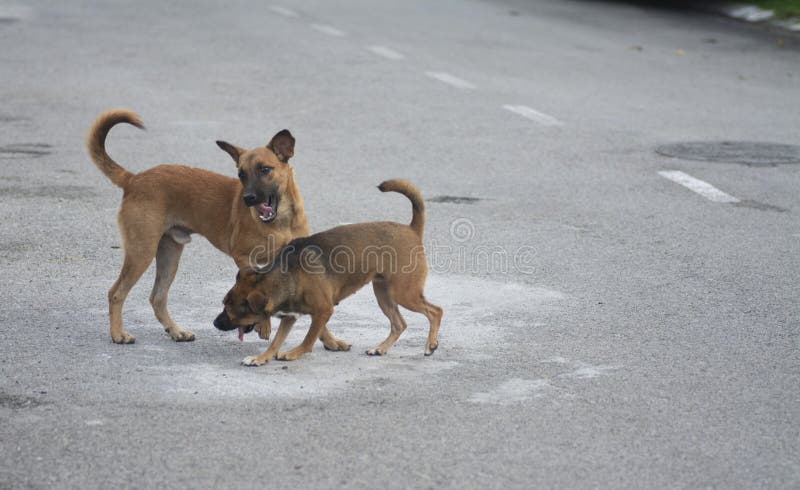 Everyday Activities of Stray Dogs on the Street. Stock Photo - Image of ...