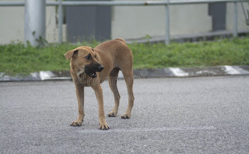 Everyday Activities of Stray Dogs on the Street. Stock Photo - Image of ...