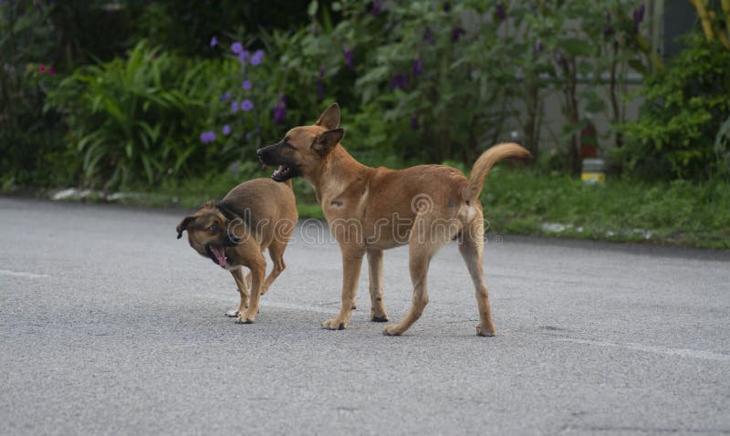 Everyday Activities of Stray Dogs on the Street. Stock Image - Image of ...