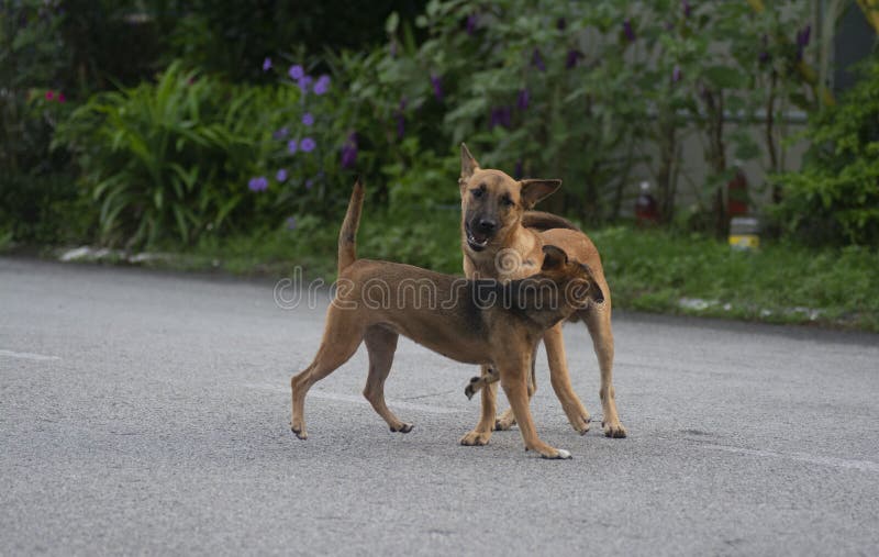 Everyday Activities of Stray Dogs on the Street. Stock Image - Image of ...