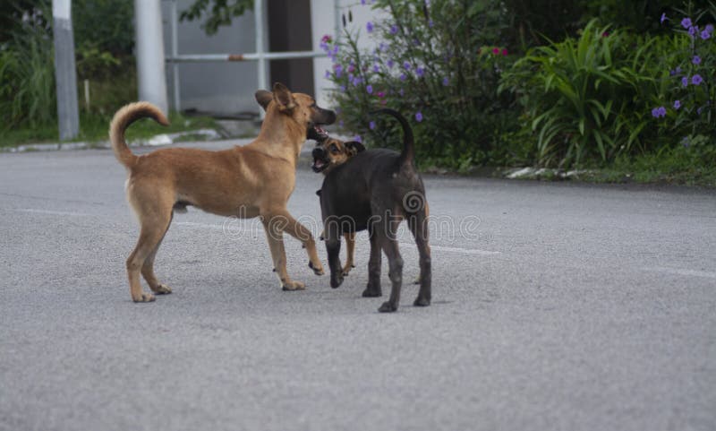 Everyday Activities of Stray Dogs on the Street. Stock Photo - Image of ...