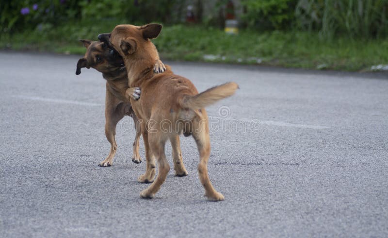 Everyday Activities of Stray Dogs on the Street. Stock Photo - Image of ...