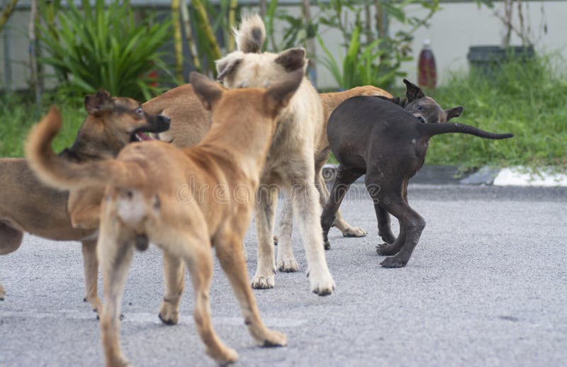 Everyday Activities of Stray Dogs on the Street. Stock Image - Image of ...