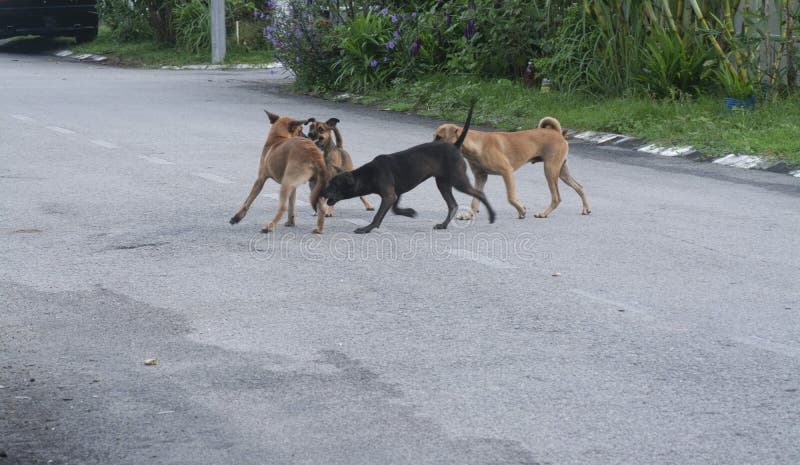 Everyday Activities of Stray Dogs on the Street. Stock Image - Image of ...