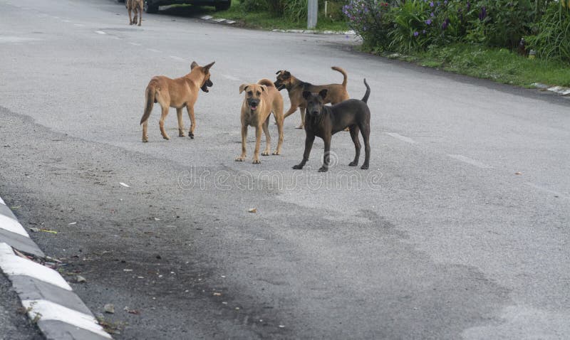 Everyday Activities of Stray Dogs on the Street. Stock Image - Image of ...