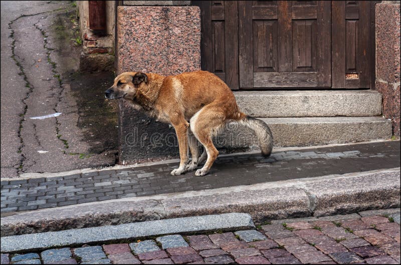Everyday life of a dog stock photo. Image of sidewalk - 91055106