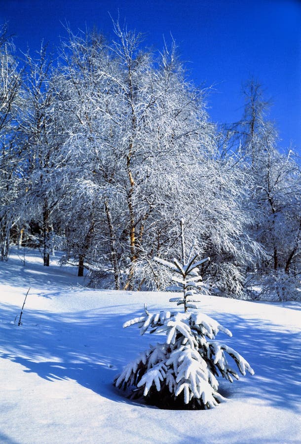 Everyday magic winter stock photo. Image of outdoors - 141748338