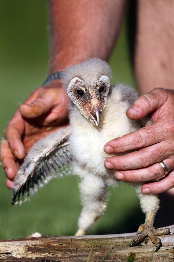 Everyone Needs a Helping Hand Stock Image - Image of wild, curious ...