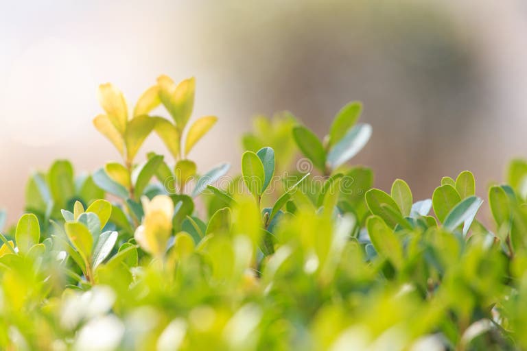 New shoots of spring stock photo. Image of season, begins - 112445508