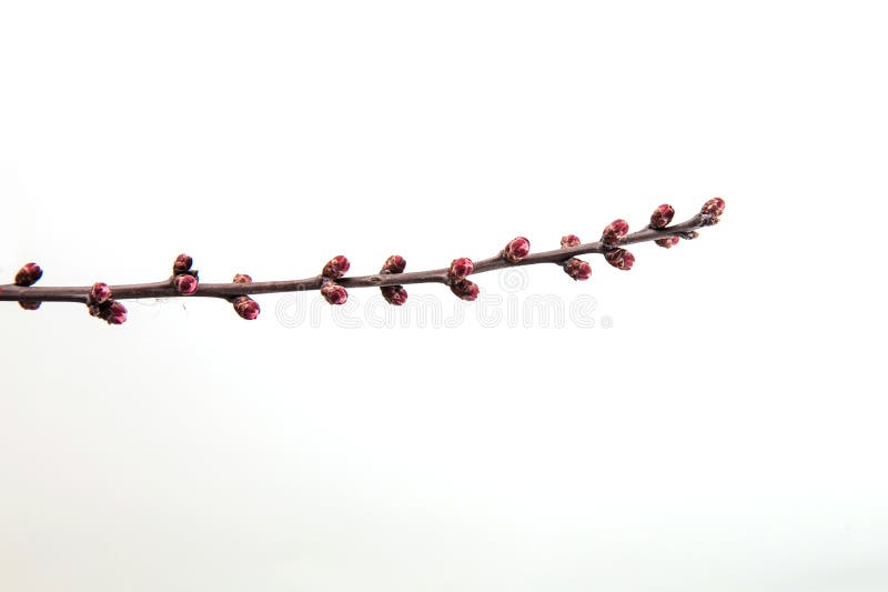 New shoots of spring stock image. Image of branches - 112445525