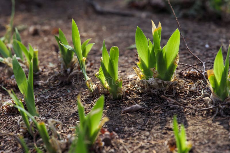 New shoots of spring stock photo. Image of green, unmanned - 112658986