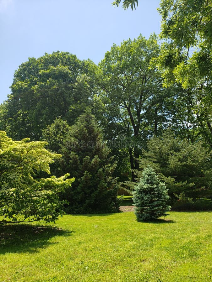 Everything Green Trees stock photo. Image of summer - 166051206