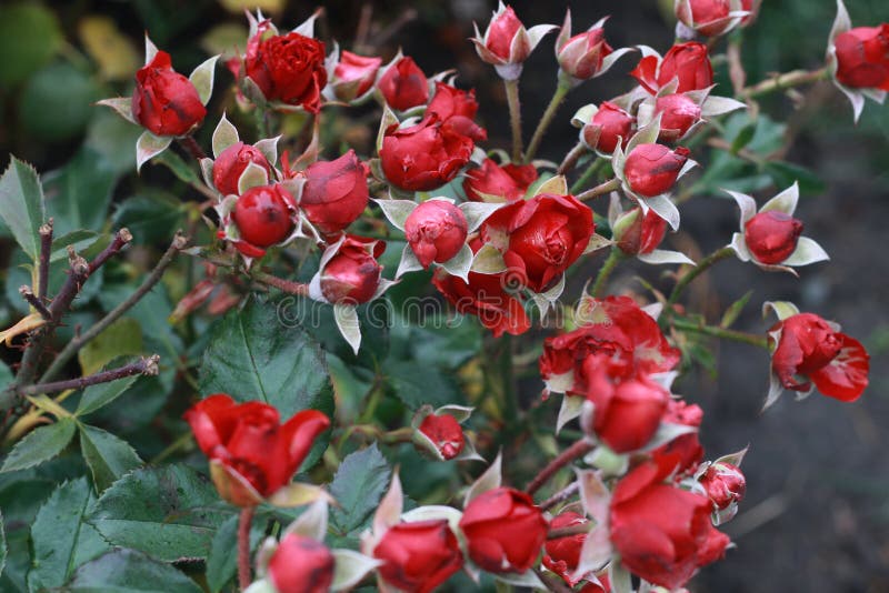 Red roses are so amazing stock image. Image of forest - 109607071