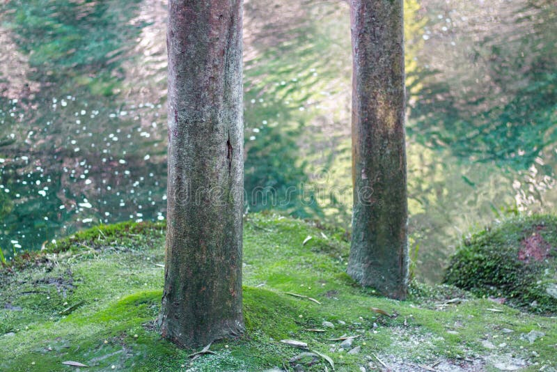 Everything To Green. the Green Color of the Vegetation Reflected in the ...