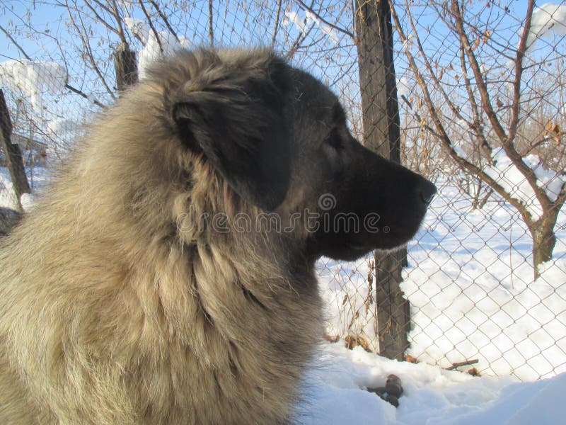 Everything is Under Control Stock Photo - Image of army, instinct ...