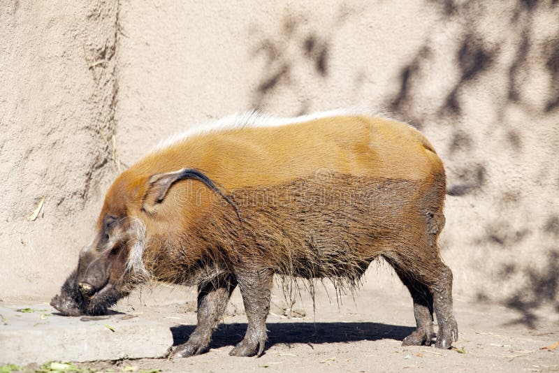 Everzwijn stock afbeelding. Image of risico, safari, sluit - 12943721