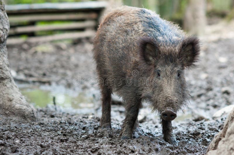 Everzwijn stock afbeelding. Image of kleurrijk, schepsel - 24821189