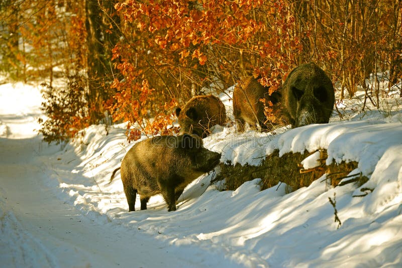 Everzwijn stock foto. Image of dier, jong, wildernis - 35235548