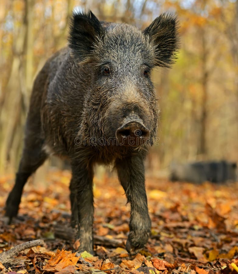 Everzwijn in de savanne stock afbeelding. Image of ogen - 80180433