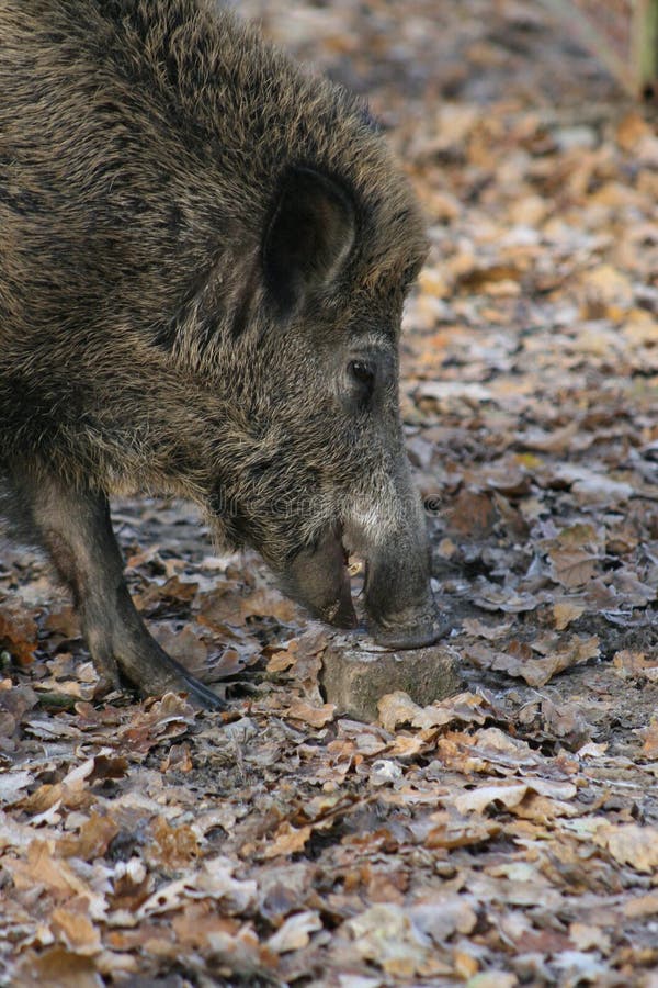 Everzwijnbiggetje stock foto. Image of biggetje, jong - 37453626