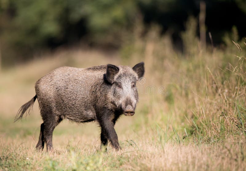 Everzwijn op weide stock afbeelding. Image of hout, zomer - 58443587