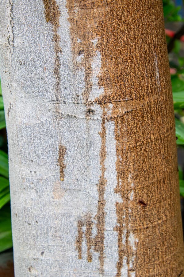 Evidence of Rainfall and Wind Direction Stock Photo - Image of rain ...