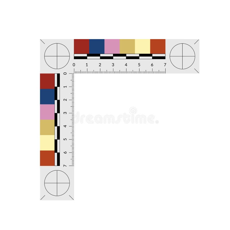 Evidence Ruler for Bruise Measuring Stock Vector - Illustration of inch ...