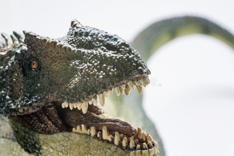 Allosaurus` Head on White Background Stock Image - Image of danger ...