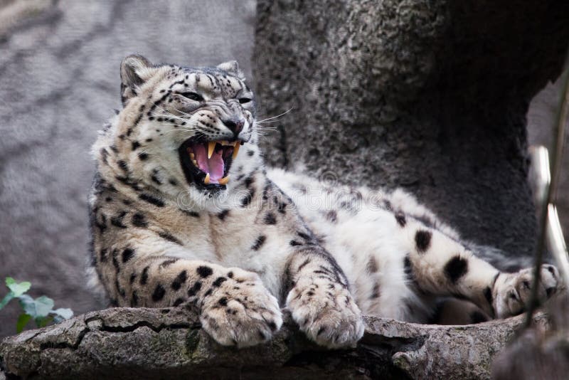 Angry Leopard Snow Stock Photos - Free & Royalty-Free Stock Photos from ...